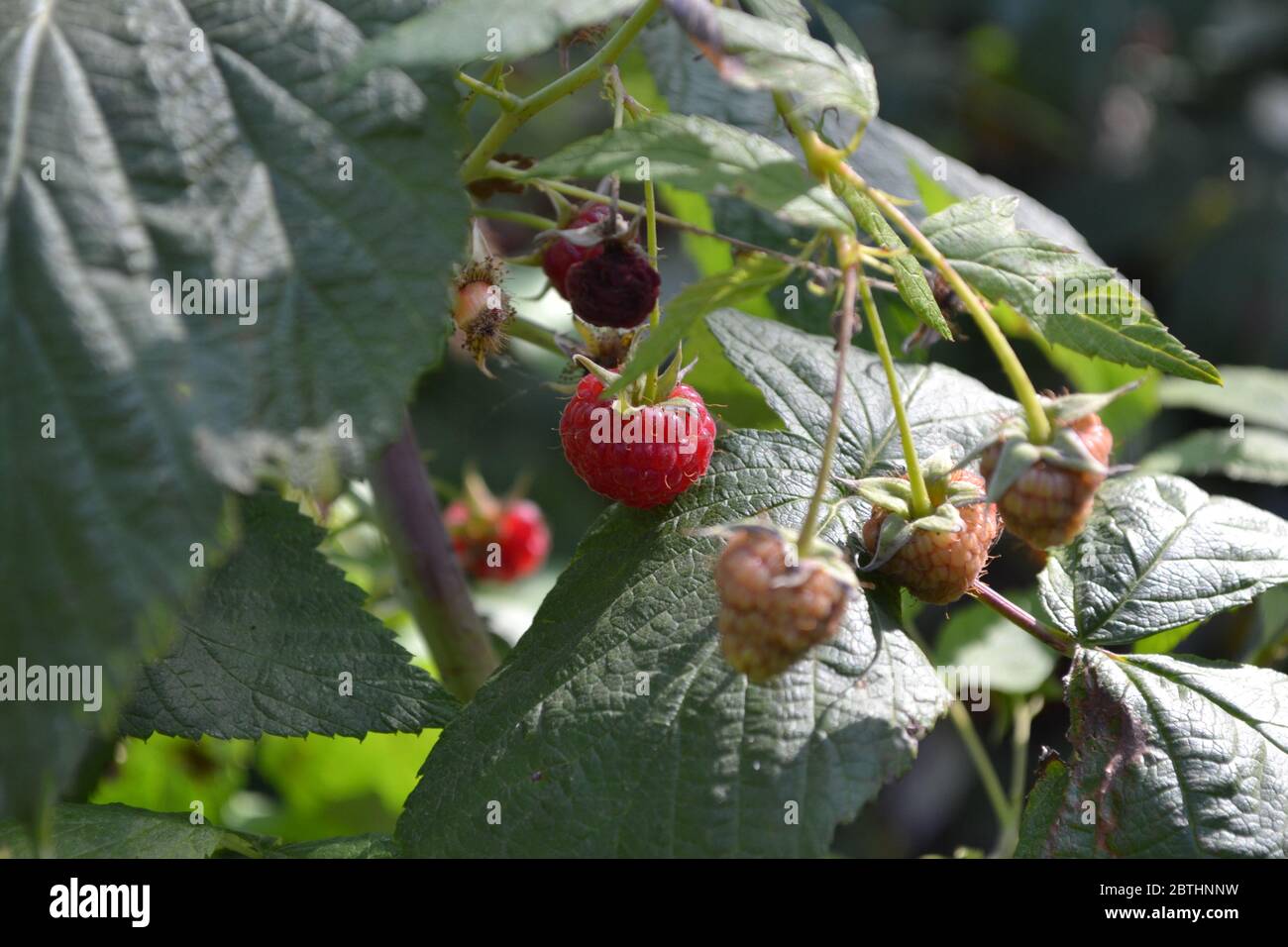 Rubus idaeus, shrub, a species of the Rubus genus of the family ...