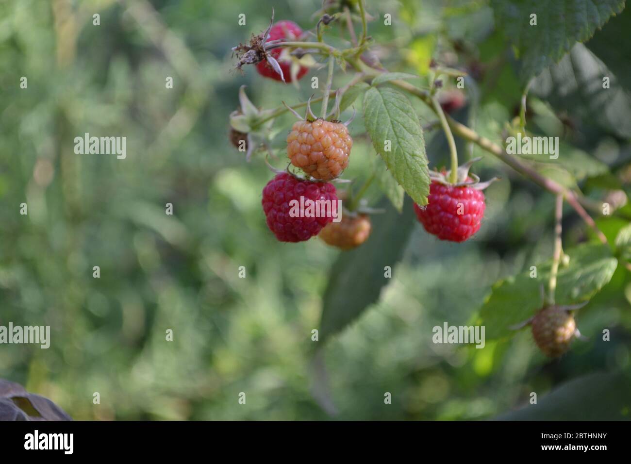 Rubus idaeus, shrub, a species of the Rubus genus of the family ...