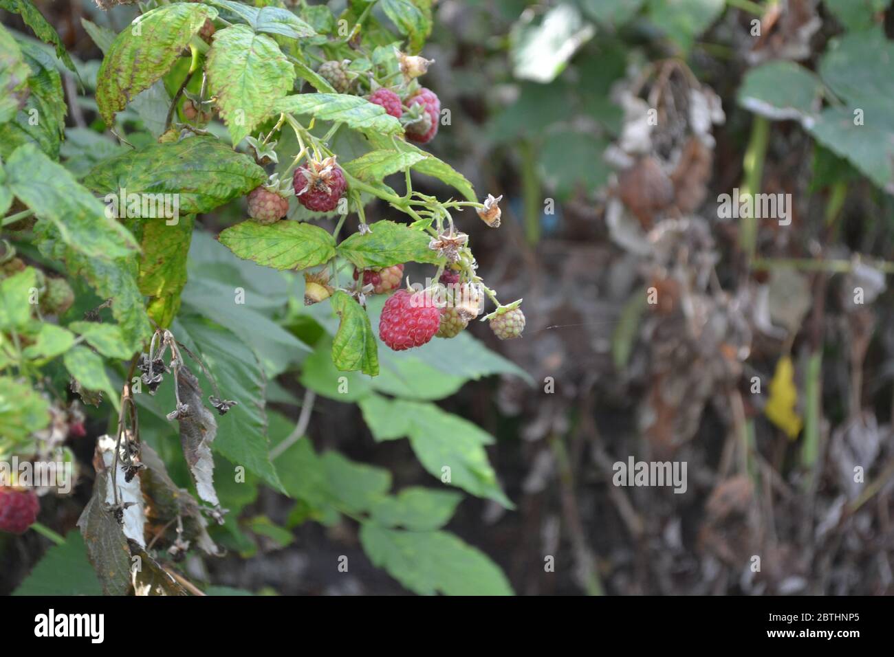 Rubus idaeus, shrub, a species of the Rubus genus of the family ...