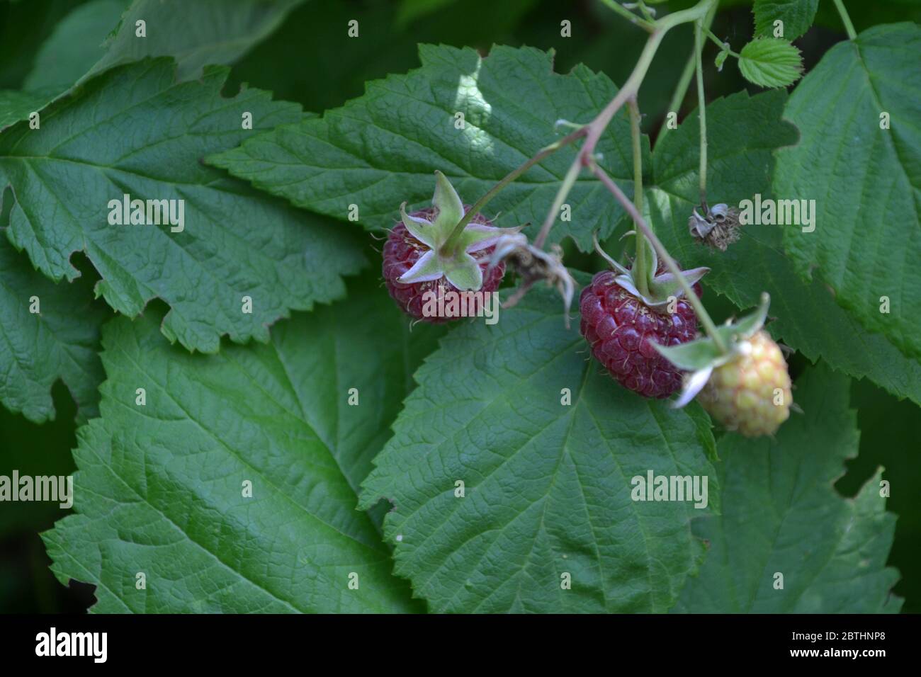 Rubus idaeus, shrub, a species of the Rubus genus of the family ...