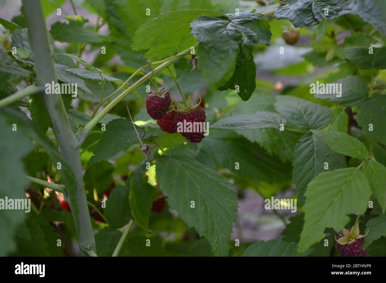 Rubus idaeus, shrub, a species of the Rubus genus of the family ...