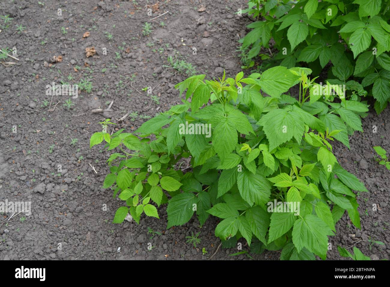 Rubus idaeus, shrub, a species of the Rubus genus of the family ...