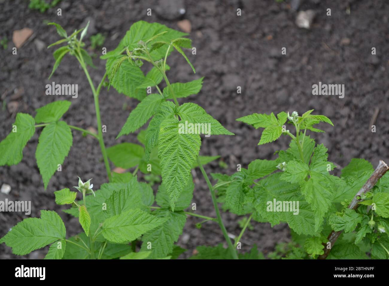 Rubus idaeus, shrub, a species of the Rubus genus of the family ...