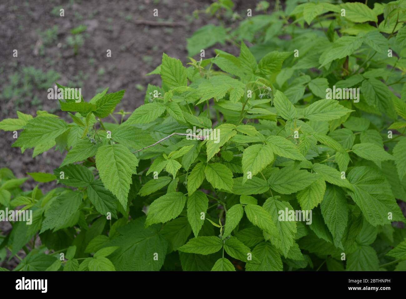 Rubus idaeus, shrub, a species of the Rubus genus of the family ...