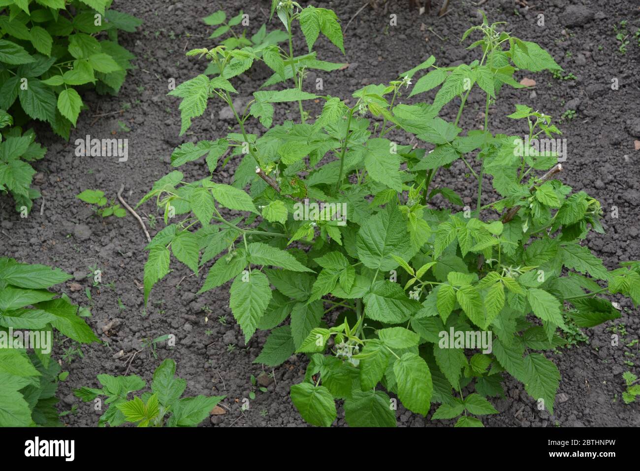 Raspberry. Rubus idaeus, shrub, a species of the Rubus genus of the ...