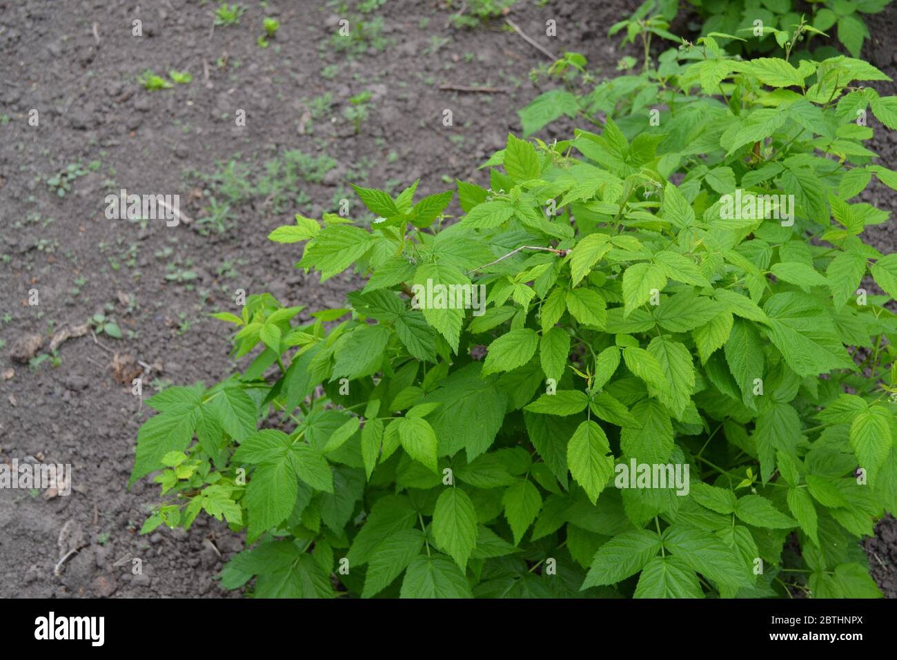 Rubus idaeus, shrub, a species of the Rubus genus of the family ...