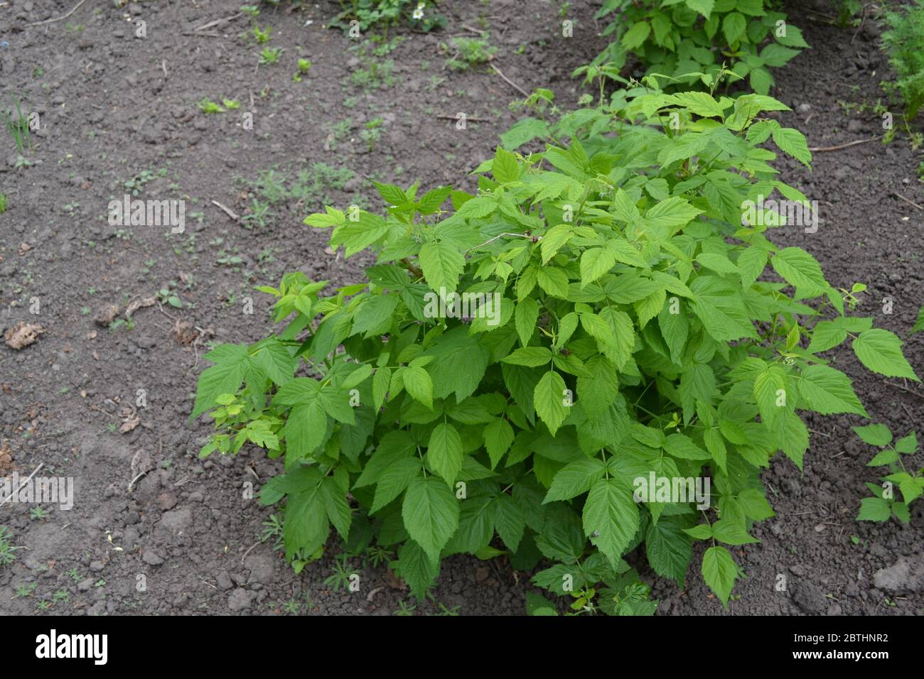 Rubus idaeus, shrub, a species of the Rubus genus of the family ...
