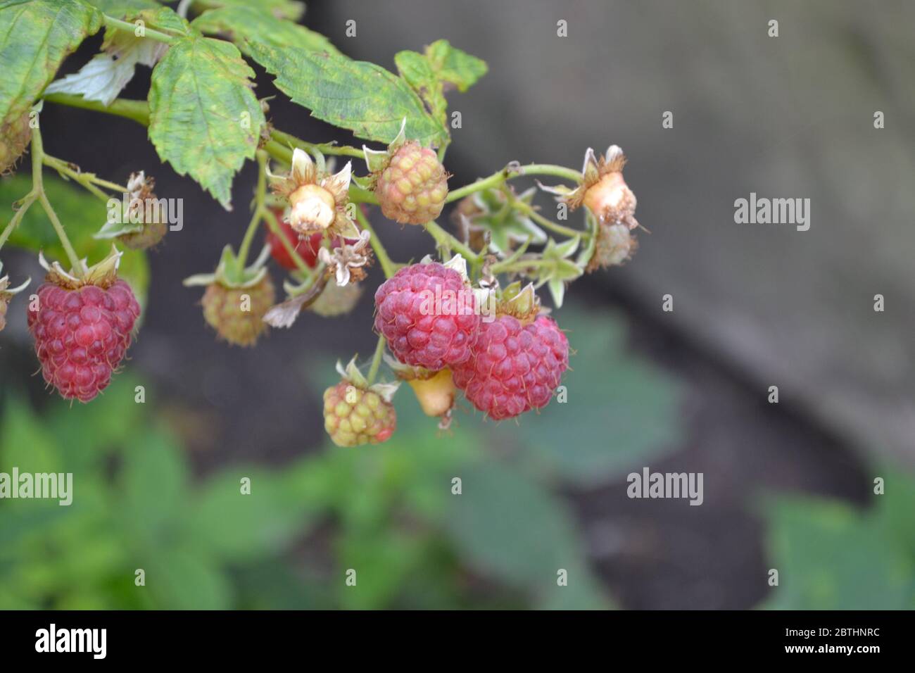 Rubus idaeus, shrub, a species of the Rubus genus of the family ...