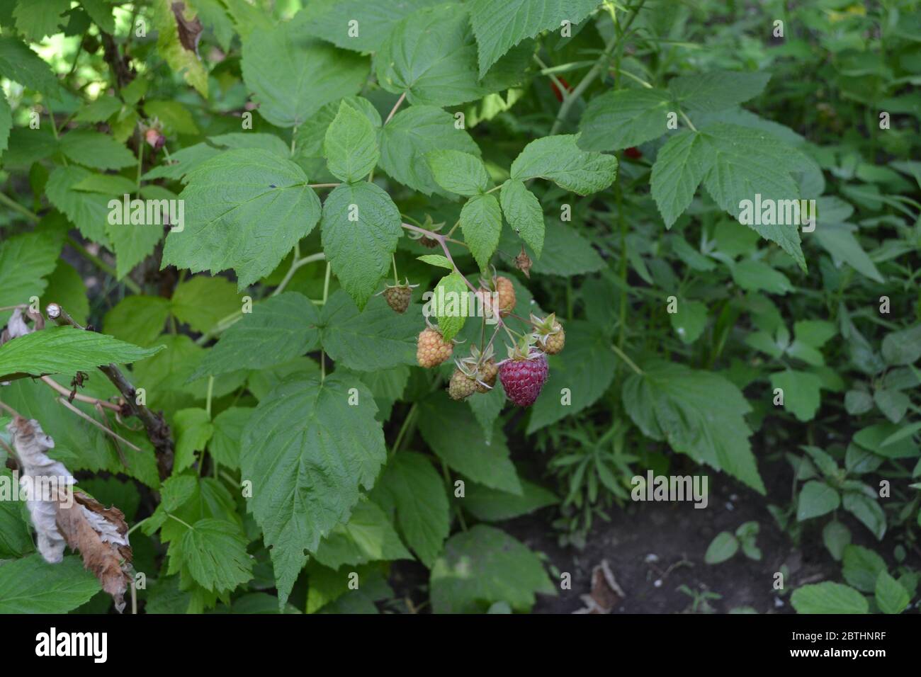 Tasty. Red berries. Raspberry ordinary. Rubus idaeus, shrub, a species ...