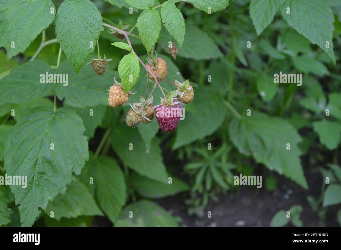 Tasty and healthy. Red berries. Raspberry ordinary. Rubus idaeus, shrub ...