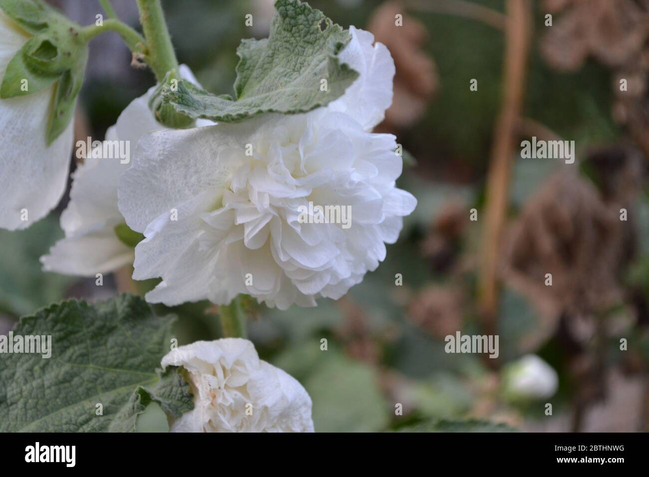 Gardening. Home garden, bed. Mallow. Malva. White flowers Stock Photo ...