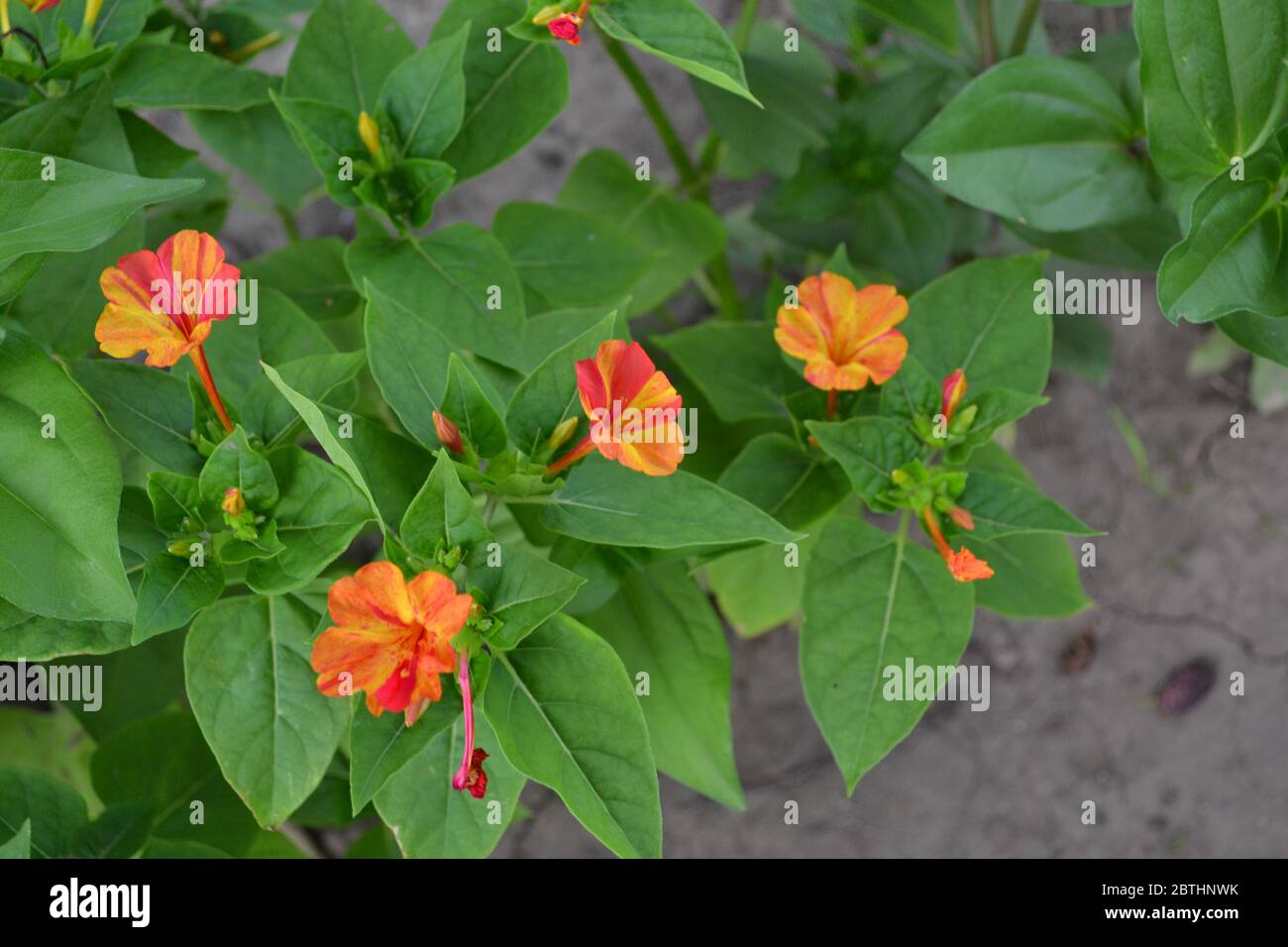 Red mirabilis jalapa hi-res stock photography and images - Alamy