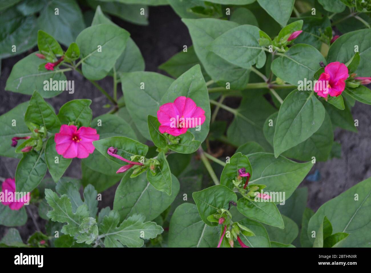 Gardening. Home garden, flower bed. House, field, farm. Green leaves ...