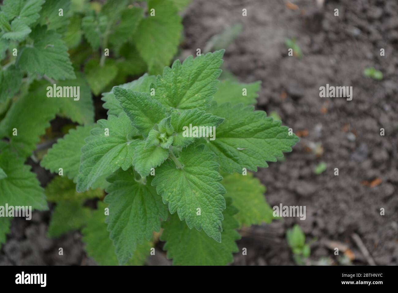 Green leaves. Nice smell. Tea. Gardening. Home garden, bed. Melissa ...