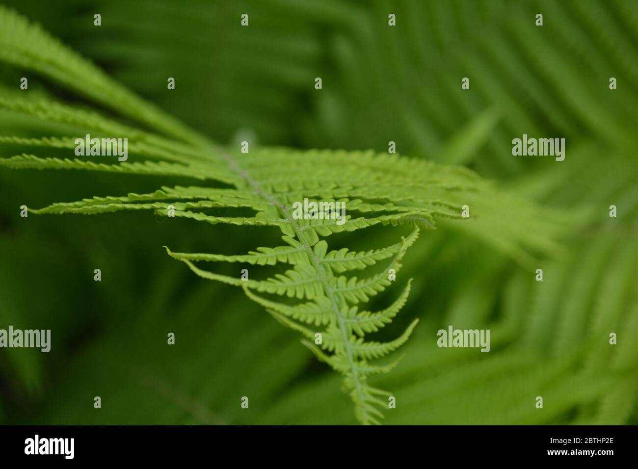 Decoration flower beds, beautiful curls. Fern. Polypodiophyta. Fern ...