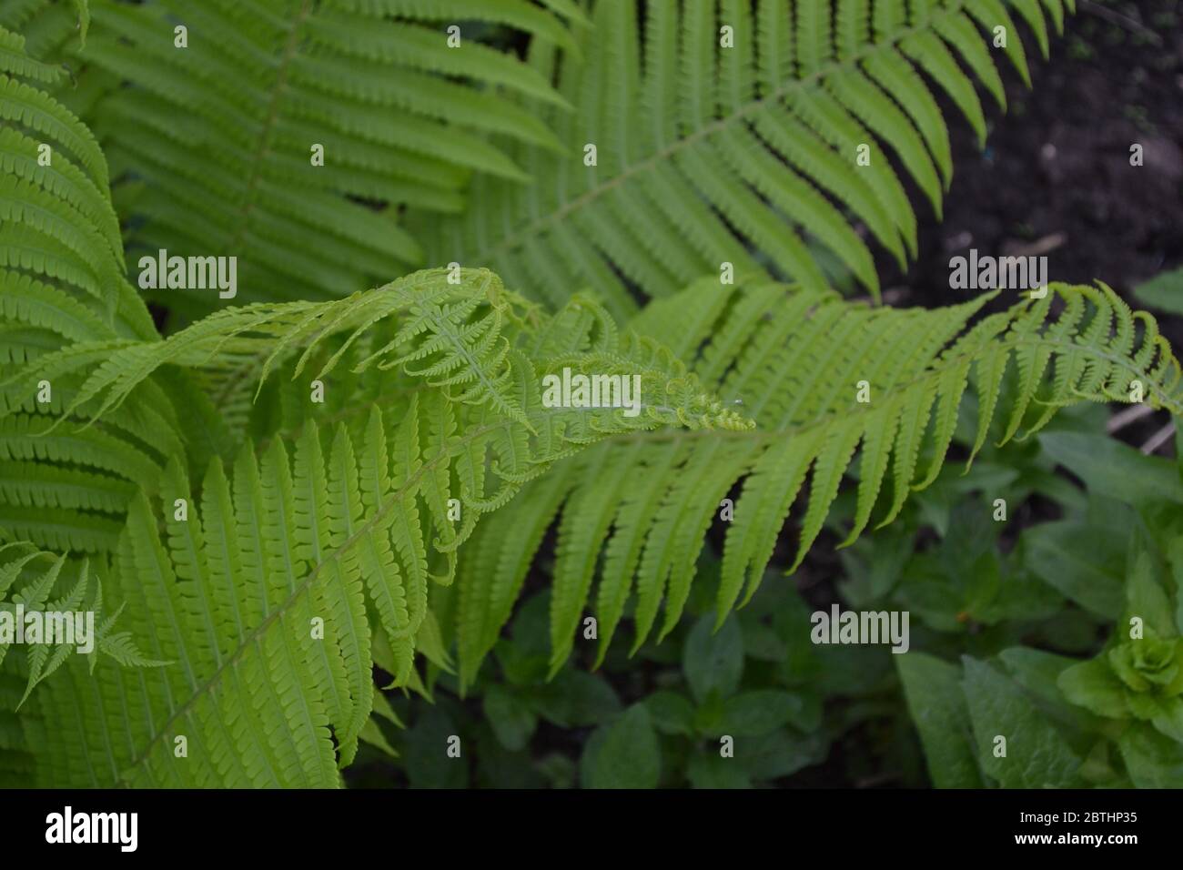 House, field, farm. Gardening. Fern. Polypodiophyta. Fern Leaf - Frond ...