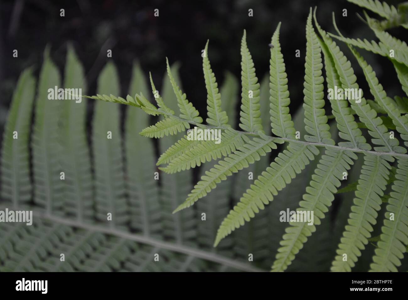 Fern. Polypodiophyta. Fern Leaf - Frond. Gardening. Decoration flower ...