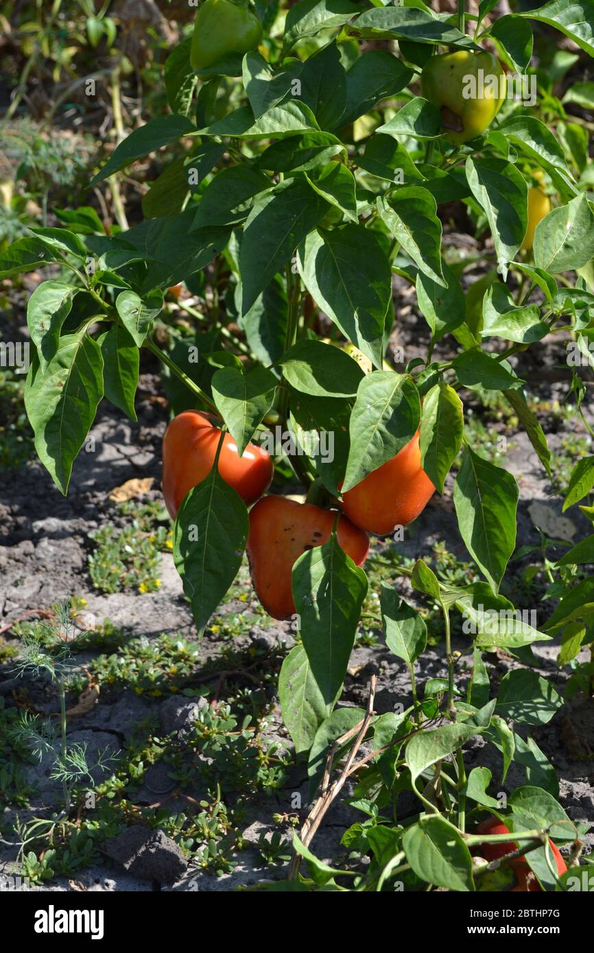 Gardening. Home garden, bed. Pepper Caps. Capsicum annuum. Agricultural ...