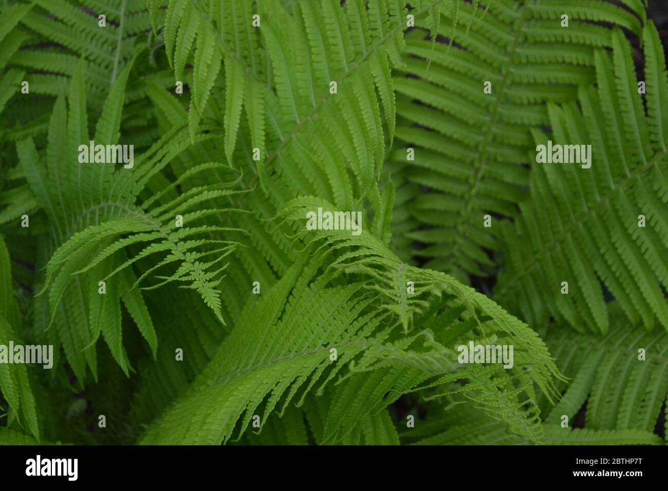 Gardening. Fern. Polypodiophyta. Fern Leaf - Frond Stock Photo - Alamy