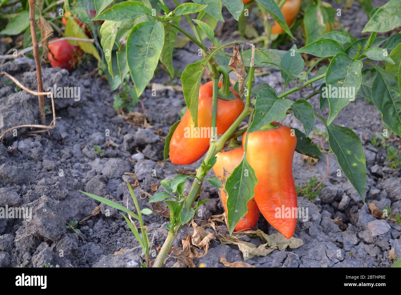 Pepper Caps. Capsicum annuum. Gardening. Home garden, flower bed. House ...