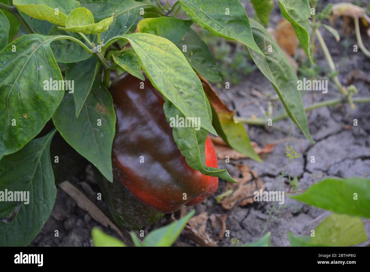 Pepper Caps. Capsicum annuum. Gardening. Home garden, flower bed. Green ...