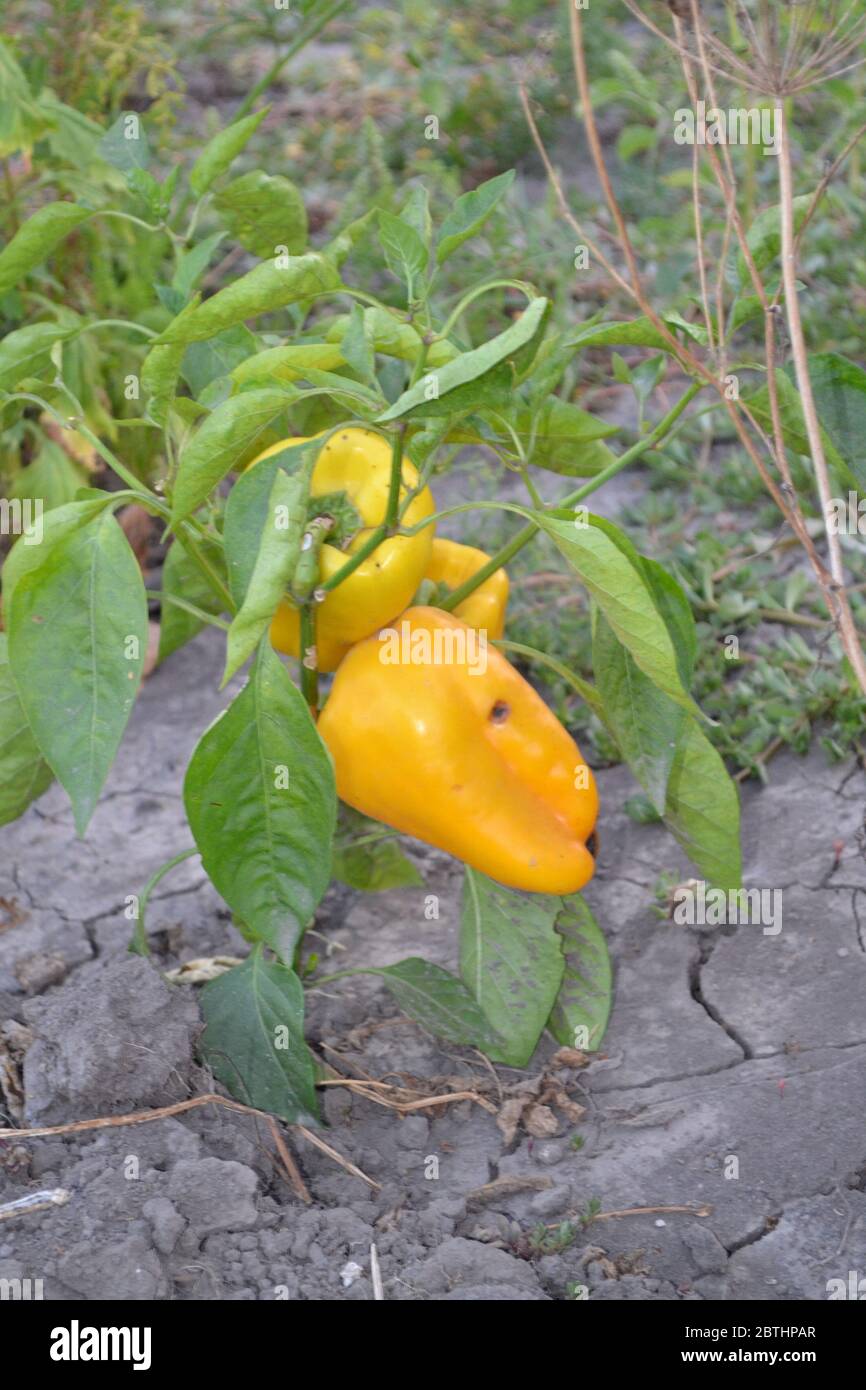 Gardening. Home garden, flower bed. Green leaves. Pepper Caps. Capsicum ...