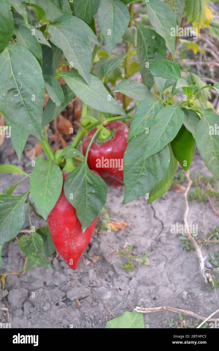 Pepper. Capsicum annuum. Gardening. Agricultural vegetables. Red fruits ...