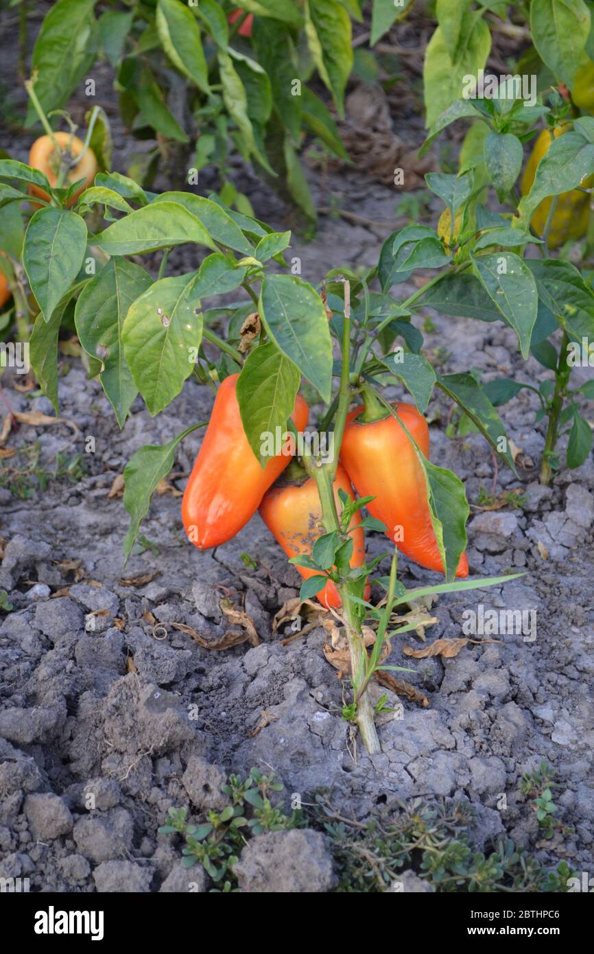 Pepper Caps. Capsicum annuum. Agricultural vegetables. Annual ...