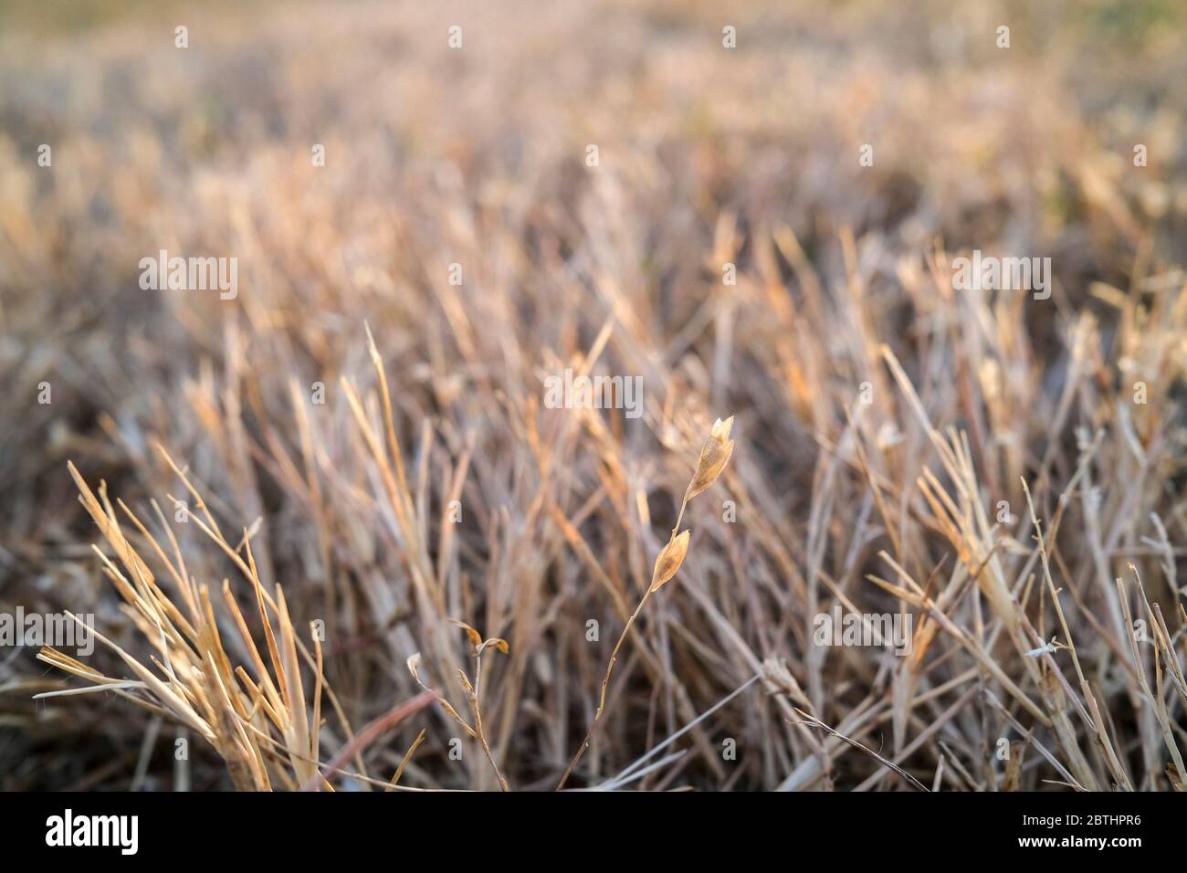 Dry grass due to drought Stock Photo - Alamy