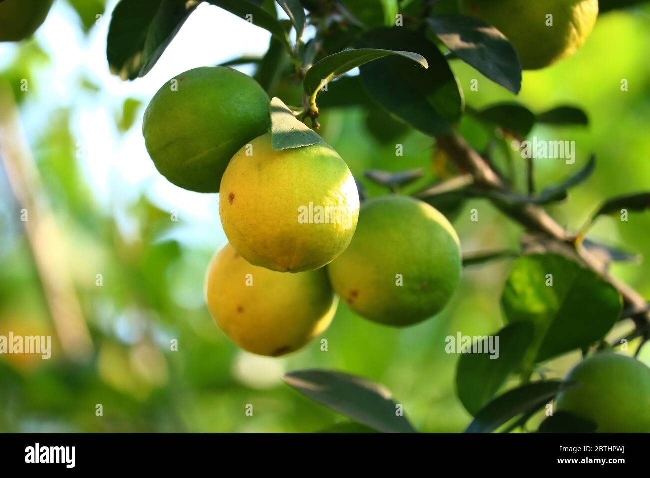 Big lemons hi-res stock photography and images - Alamy