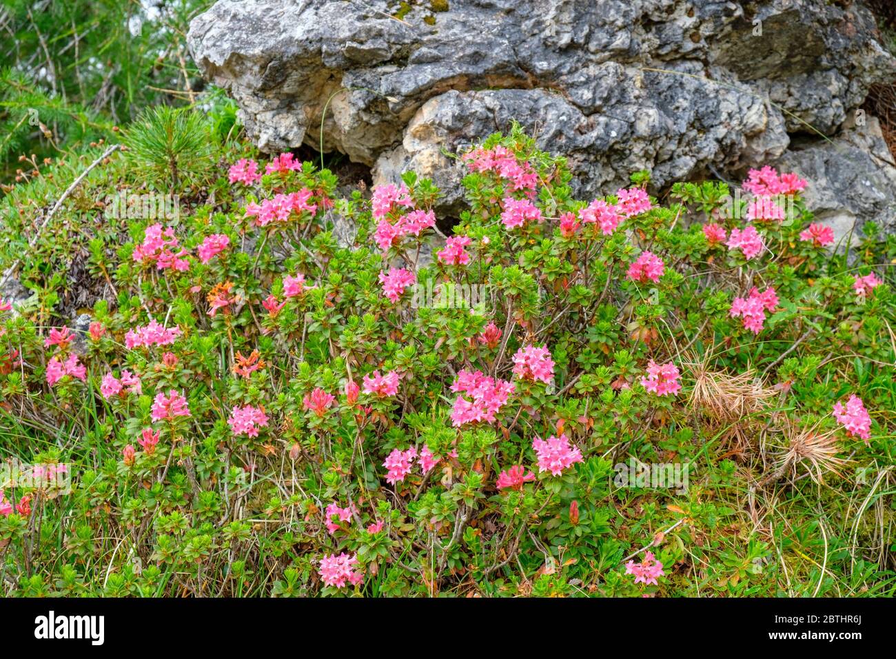 Alpine rose in the alps mountains Stock Photo - Alamy