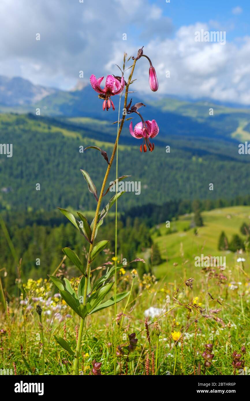 Blooming Martagon lily on a meadow in a beautiful alps landscape Stock ...