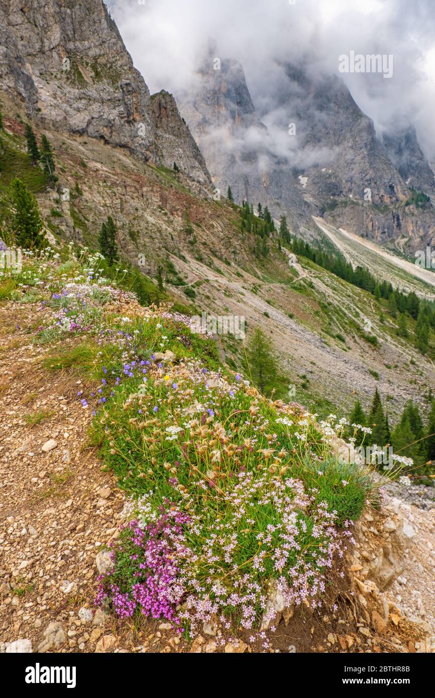 Alp Flowers High Resolution Stock Photography and Images - Alamy