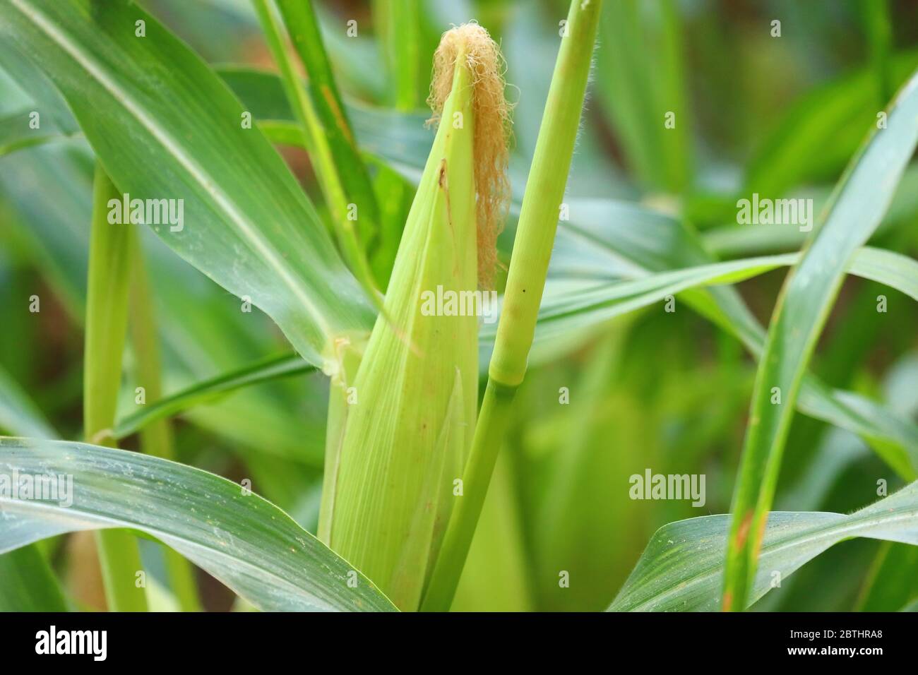 Maize plant hi-res stock photography and images - Alamy