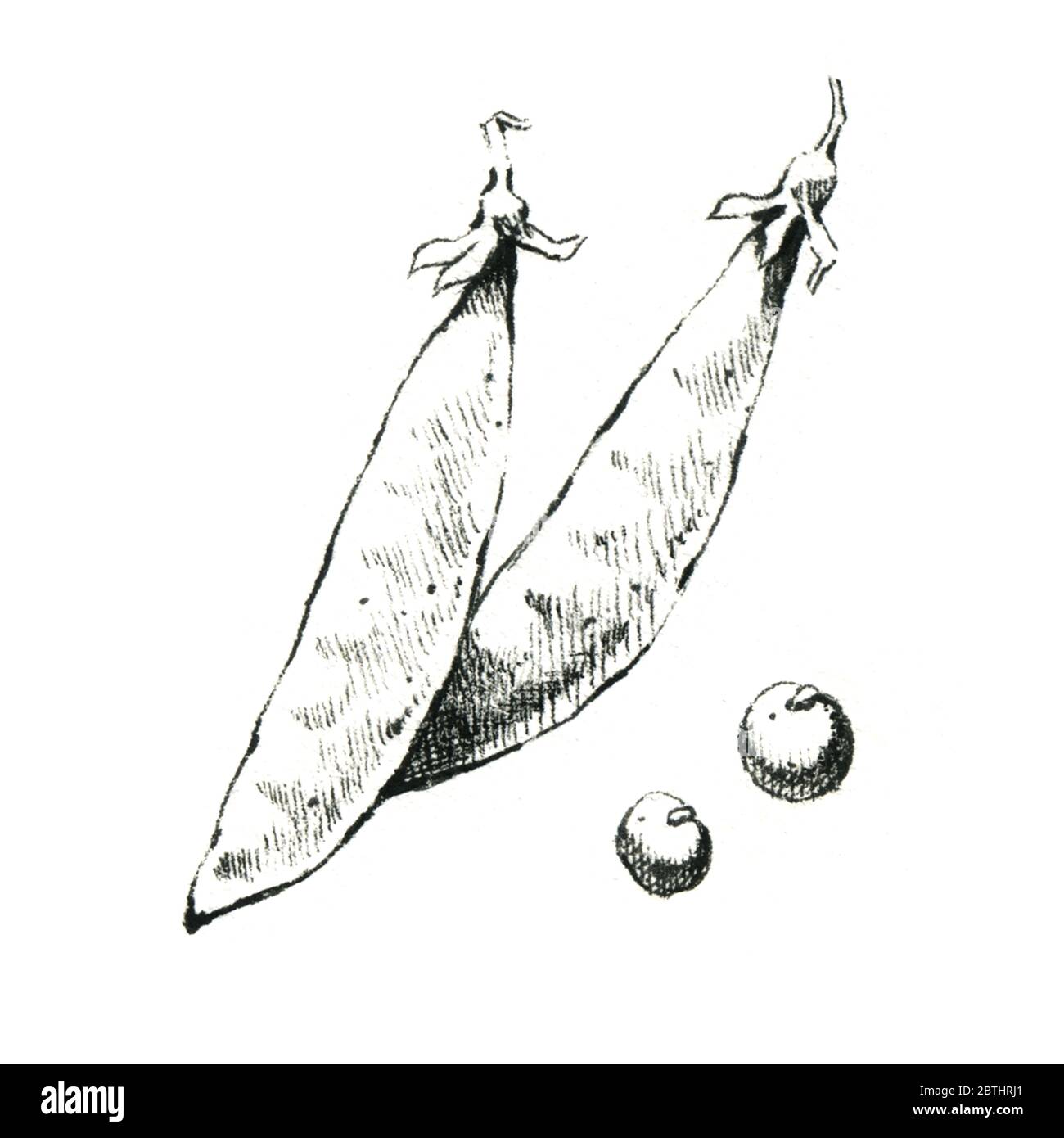 Pea plant drawing Cut Out Stock Images & Pictures - Alamy