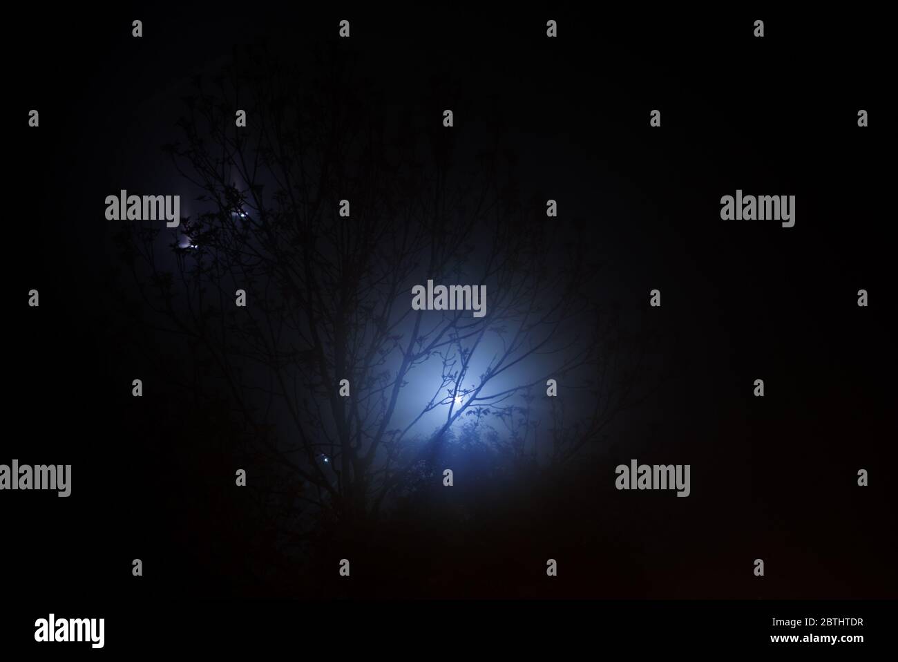 Lamp post night branches hi-res stock photography and images - Alamy