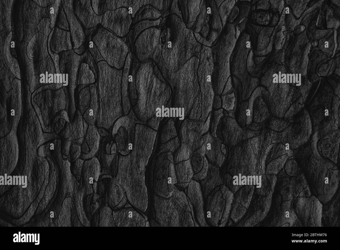 Close-up of black old pine tree bark texture. Abstract trendy dark ...