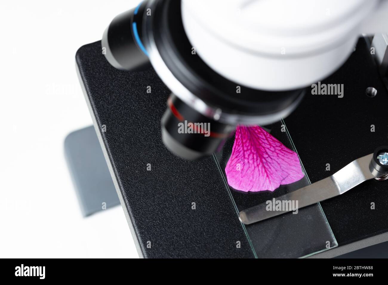 Pink flower leaf on a glass slide on a microscope Stock Photo - Alamy