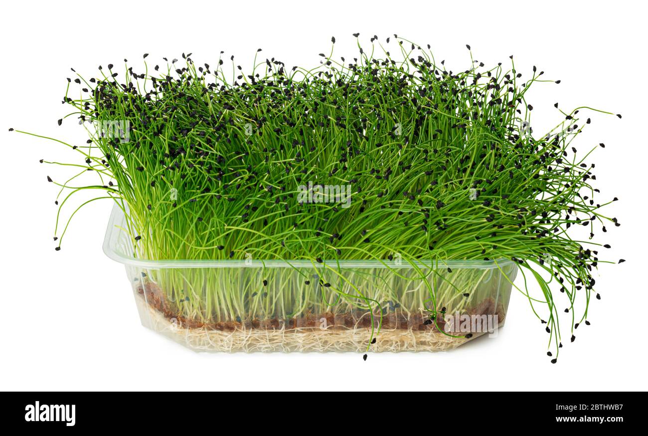 Micro greens growing in Cut Out Stock Images & Pictures - Alamy