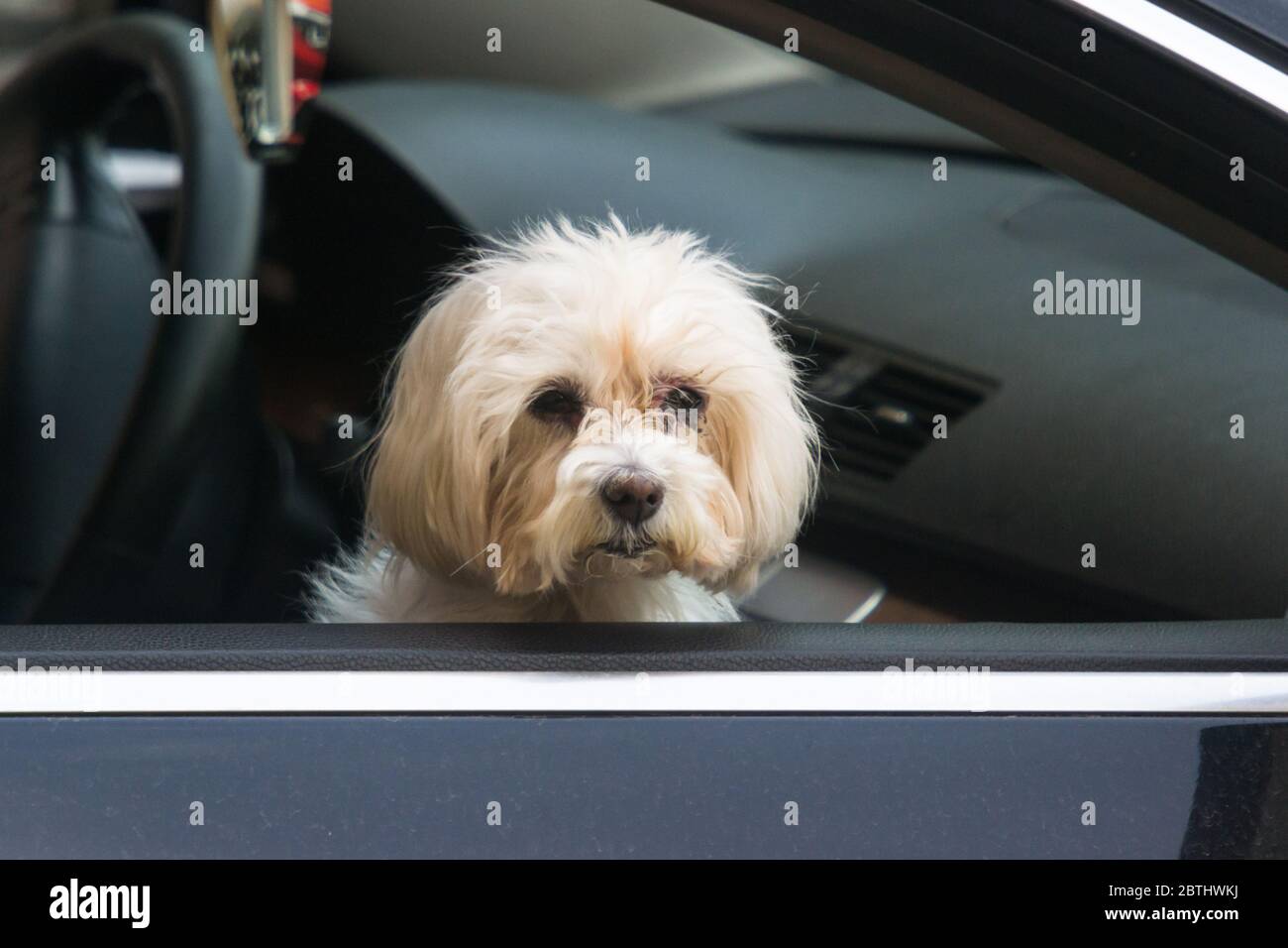 Small dog looks out of the car window Stock Photo - Alamy