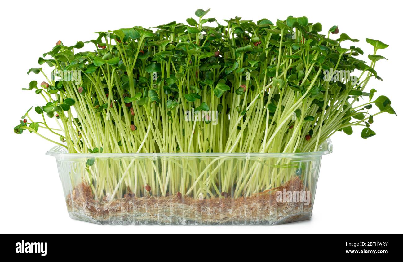 Radish daikon micro green sprouts isolated on white Stock Photo - Alamy