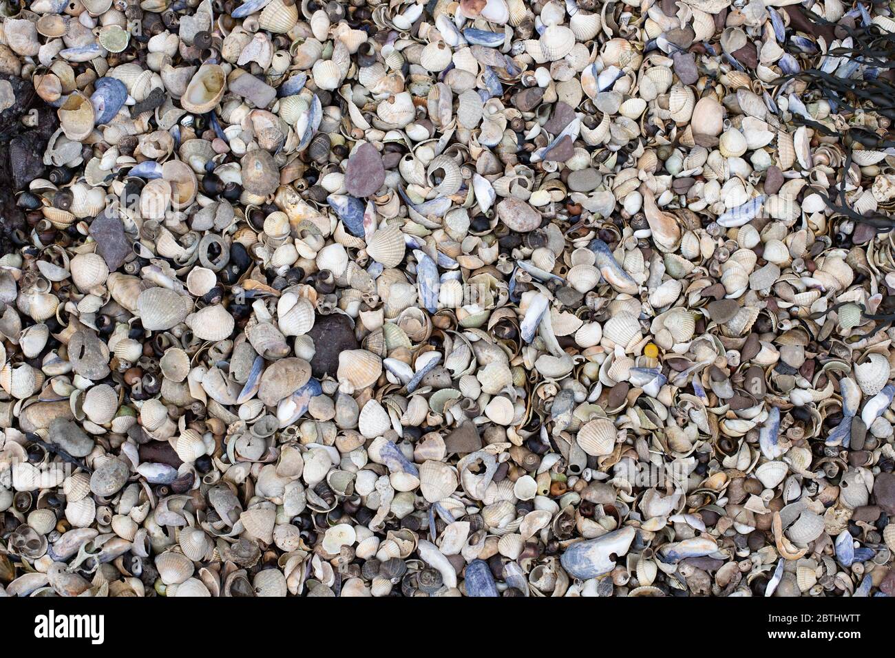 Perspective seashells hi-res stock photography and images - Alamy