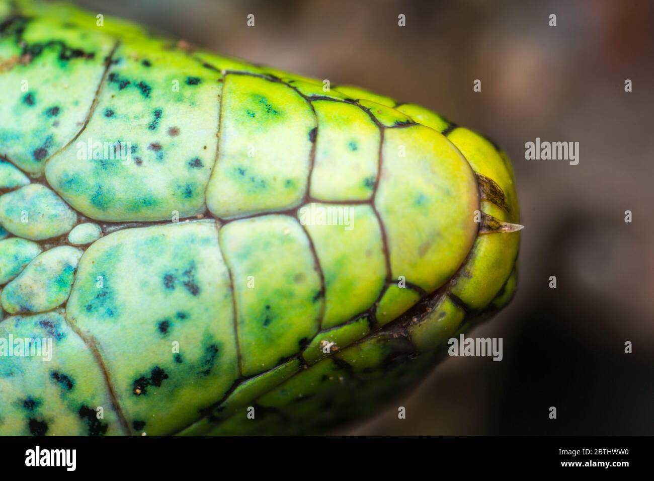 Real lizards hi-res stock photography and images - Alamy