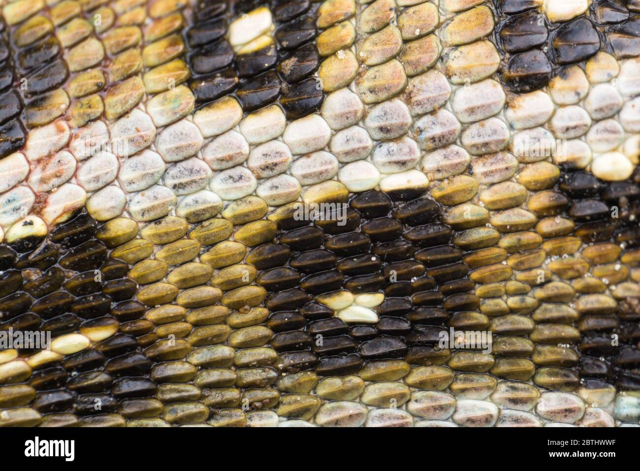 macro photo of skin from a lizard Stock Photo - Alamy
