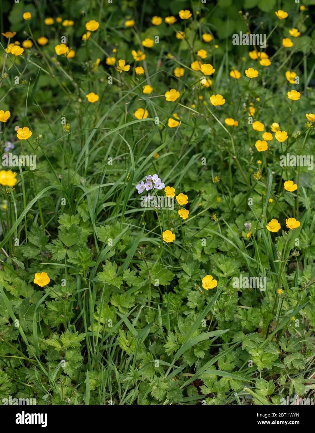 Ladies smock hi-res stock photography and images - Alamy