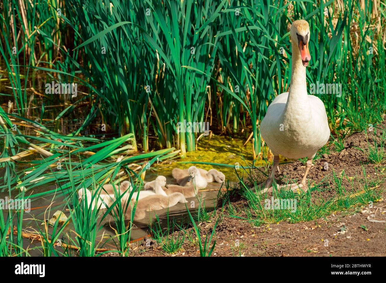 Swan family. Father swan mother swan and baby chicks children kids ...