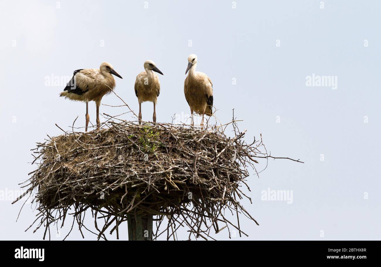 storks birds in the nest in the Vondelpark Amsterdam, the Netherlands ...