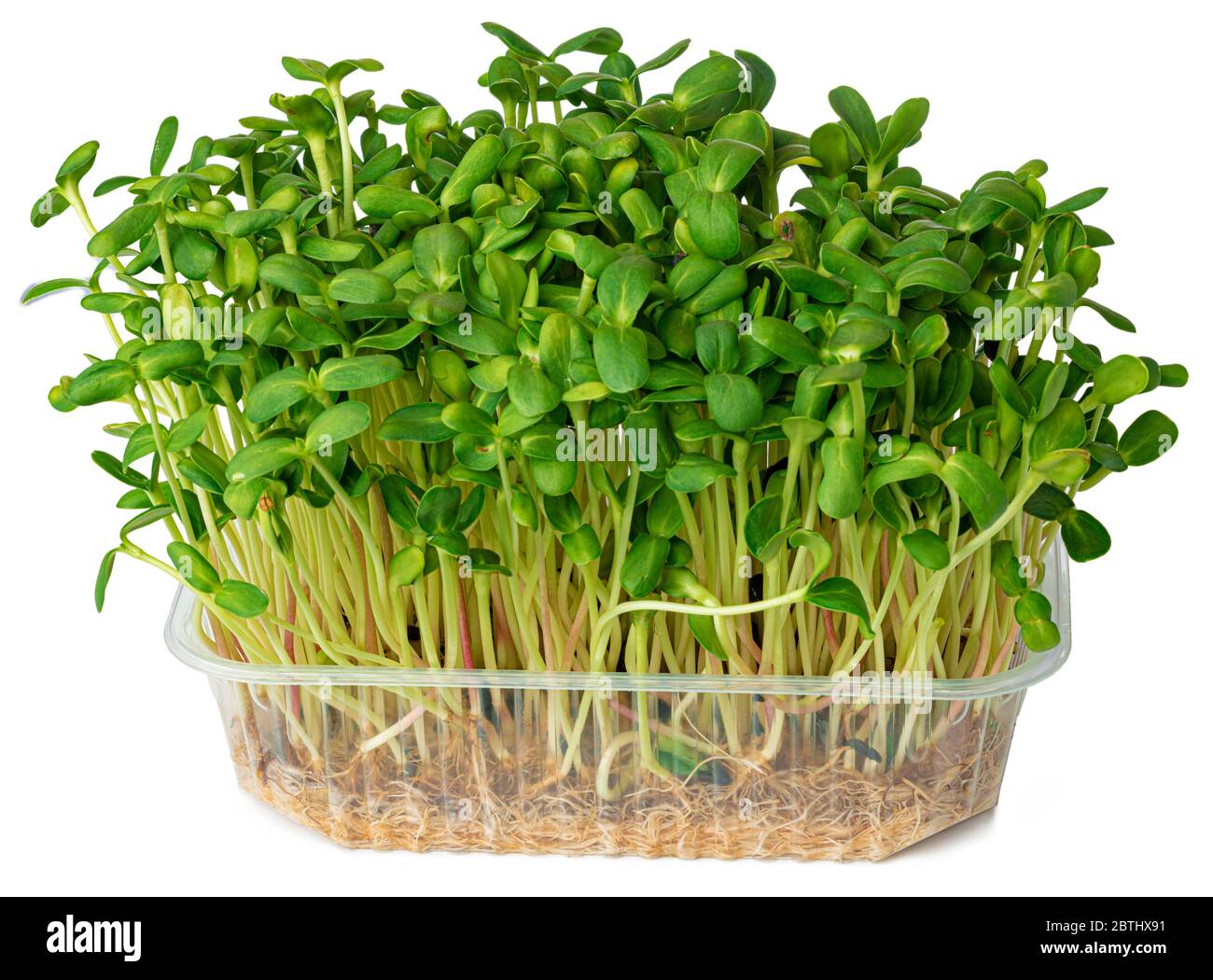 Cucumber grass hi-res stock photography and images - Alamy