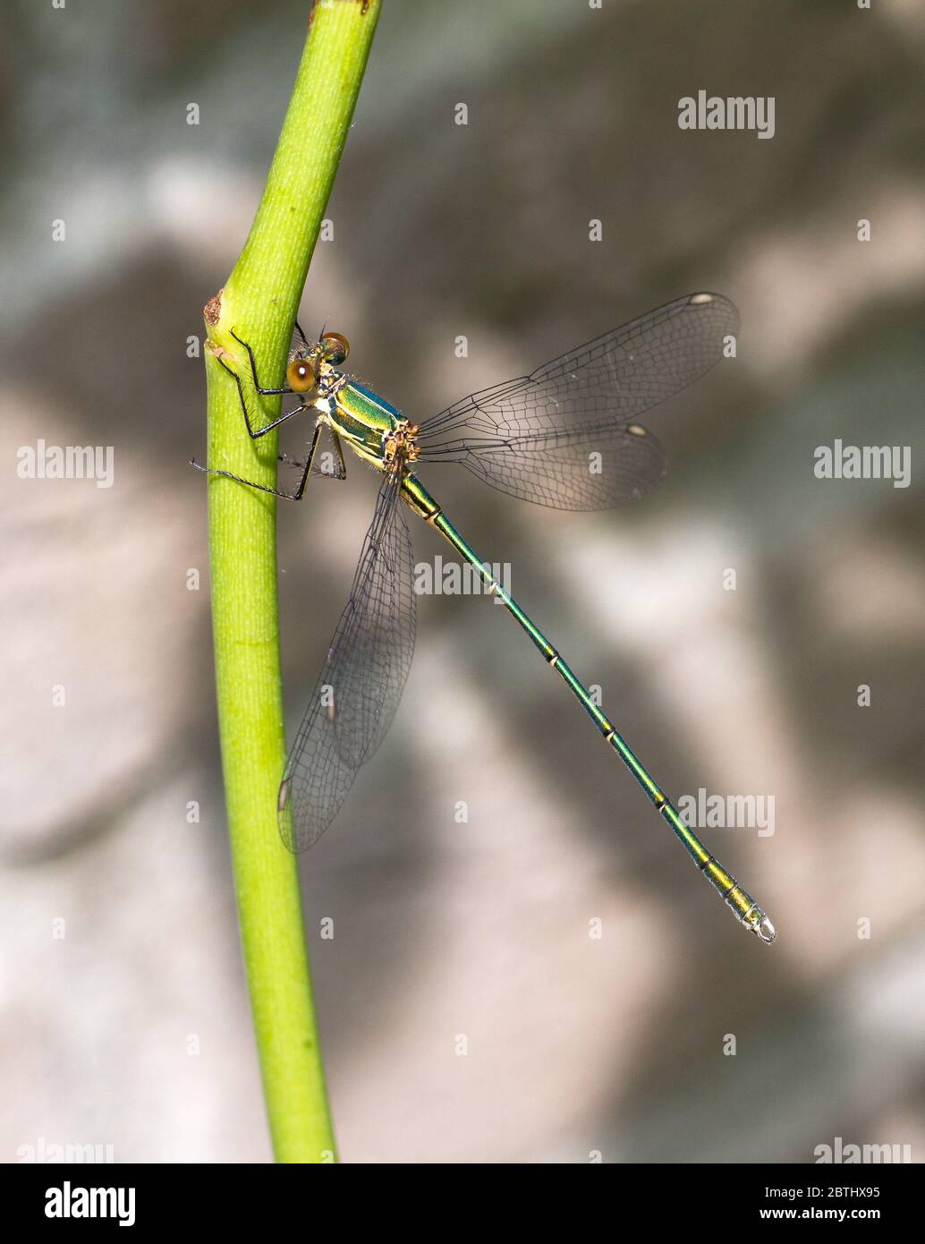 Beautiful Damselfly (pres. Pseudagrion apicale) in Maraontsetra ...