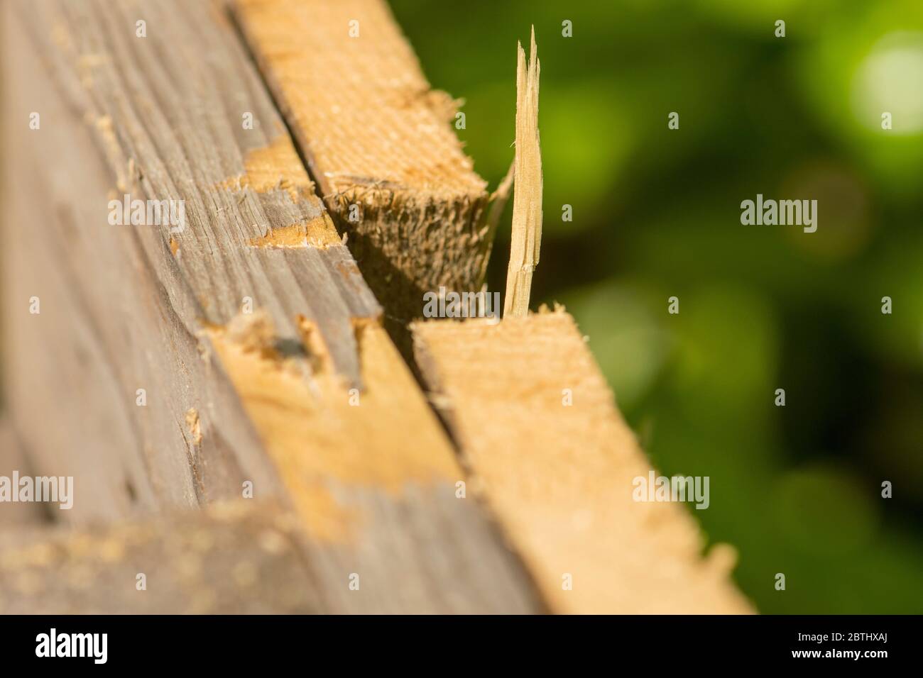 shattered wood with chipping in the garden Stock Photo - Alamy
